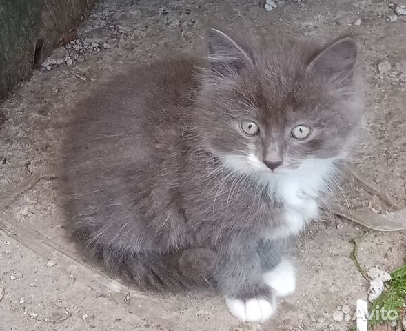 Дымок девочка