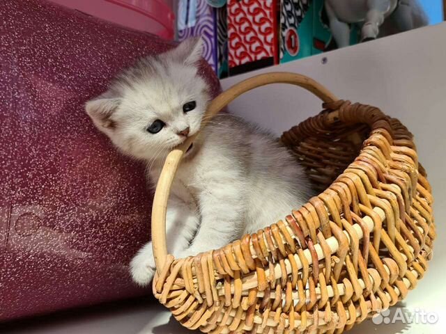 Британские котята