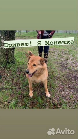 Коротколапик из приюта. Пухлик Моня