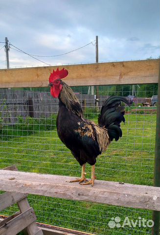 Петух доминант