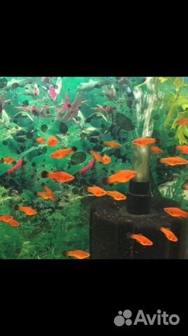 Меченосец Берлинский