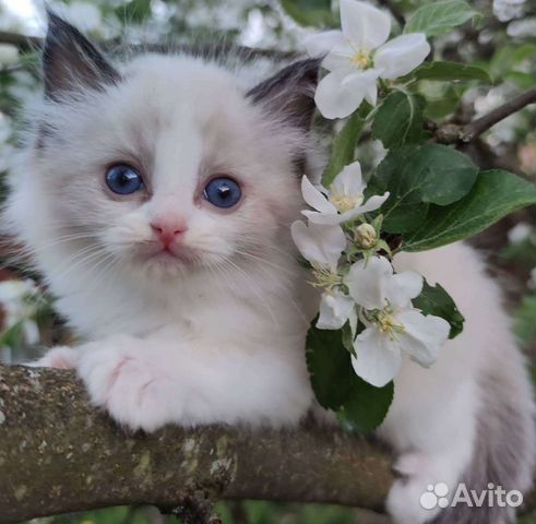 Мальчик Rav, окрас сил биколор, родословная