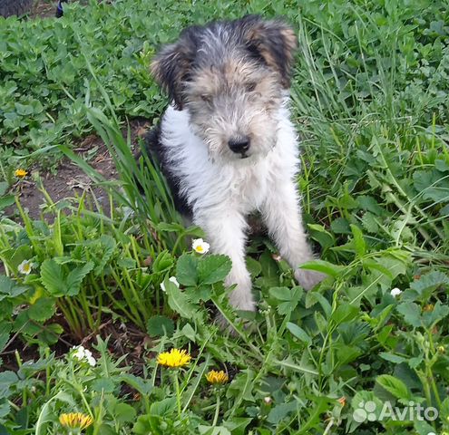 Фокстерьер