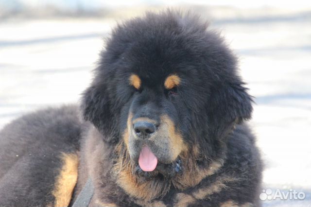 Тибетский мастиф девочка