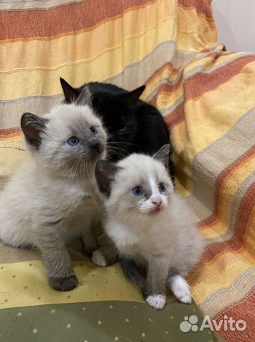 Котята бесплатно в добрые руки