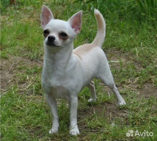 Молодая мини девочка