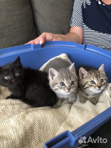 Котята в добрые руки бесплатно