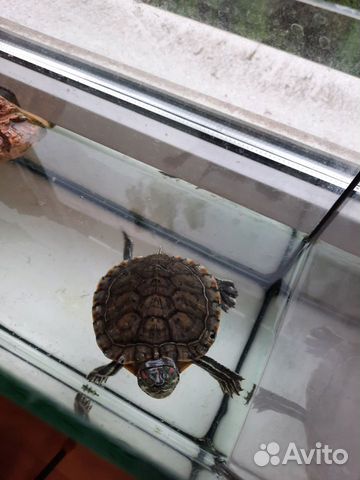 Морская черепаха отдаю бесплатно в добрые руки
