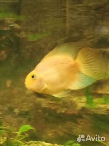 Японский попугай