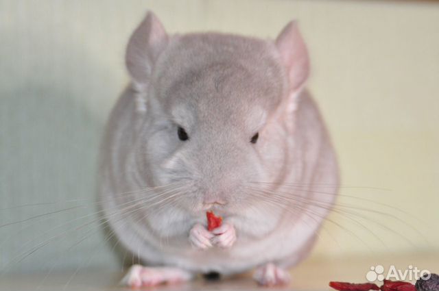 Шиншилла, самочка