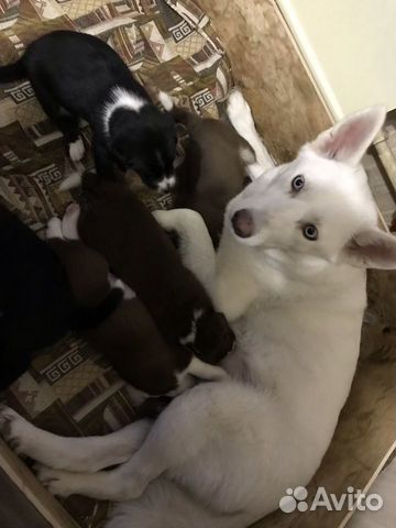 Щенки в добрые руки