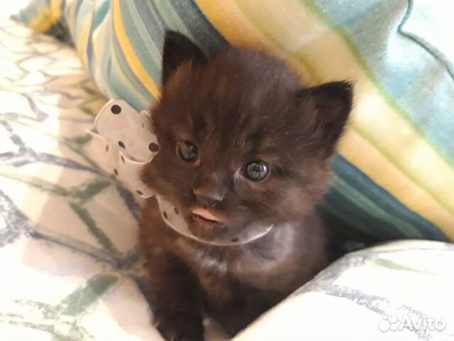 Котята сибирские невские маскарадные