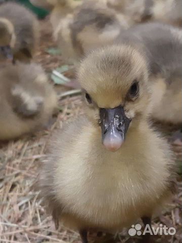 Гусята Холмогор Львиная голова Крупный серый Ураль