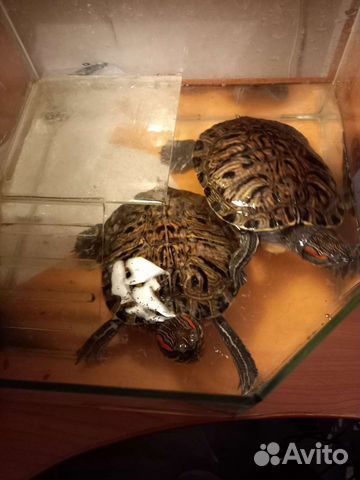 Красноухая черепаха