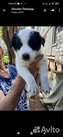 Метис щенок ищем дом