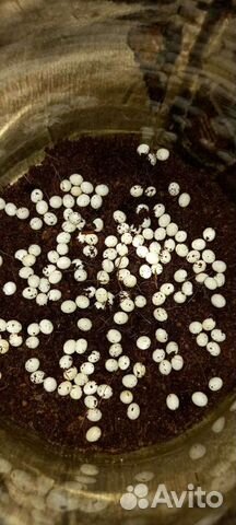 Яйца улитки ахатины Фулика Альбина