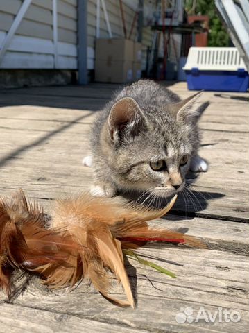 Котенок из приюта в добрые руки