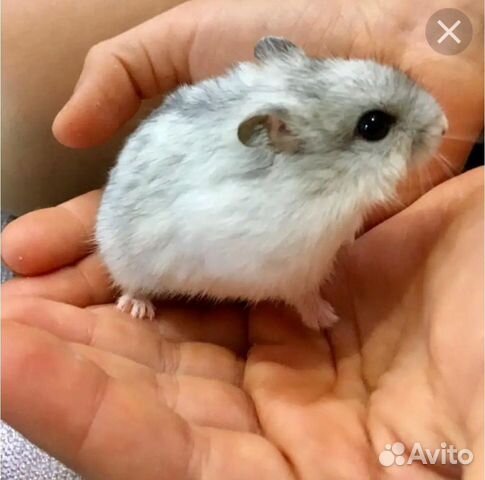 Хомяк сунгурский