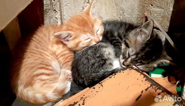 Котики бесплатно в добрые руки