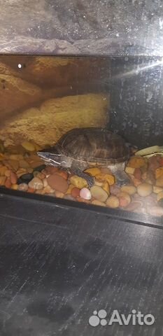 Мускусная черепаха