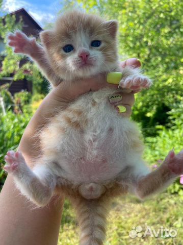 Котенок рыжий