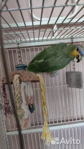 Попугай амазон