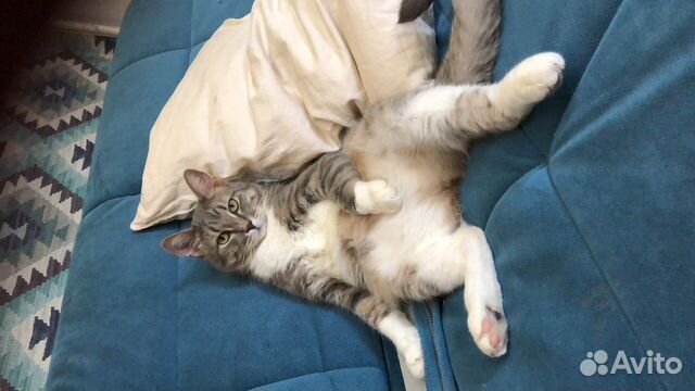 Кот ищет новый дом