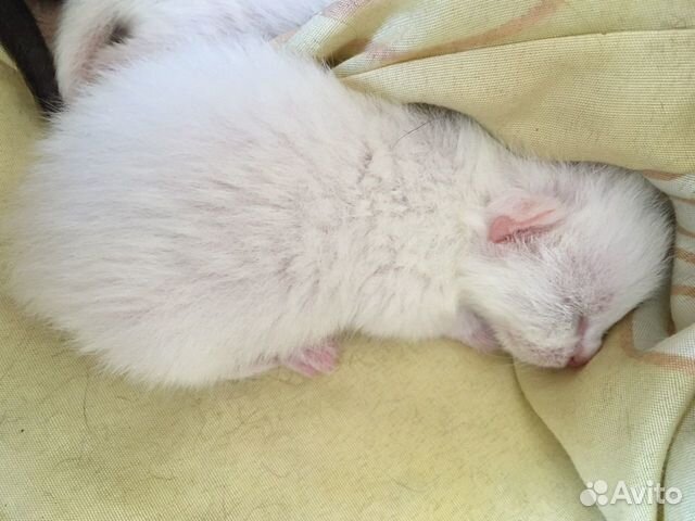 Белый котенок