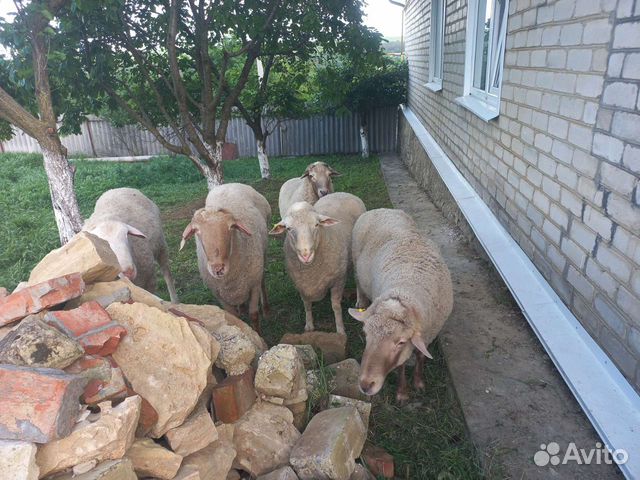 Курдючные бараны