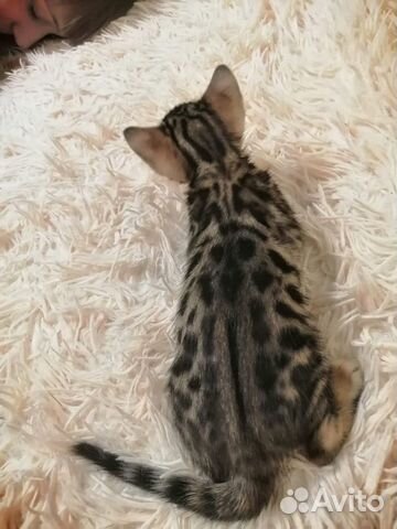 Котодети