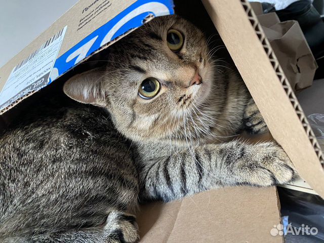 Кот в добрые руки