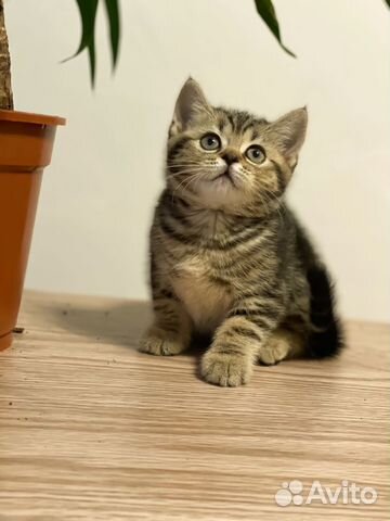 Шотландская девочка