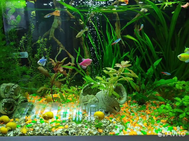 Аквариумные растения (прополка)