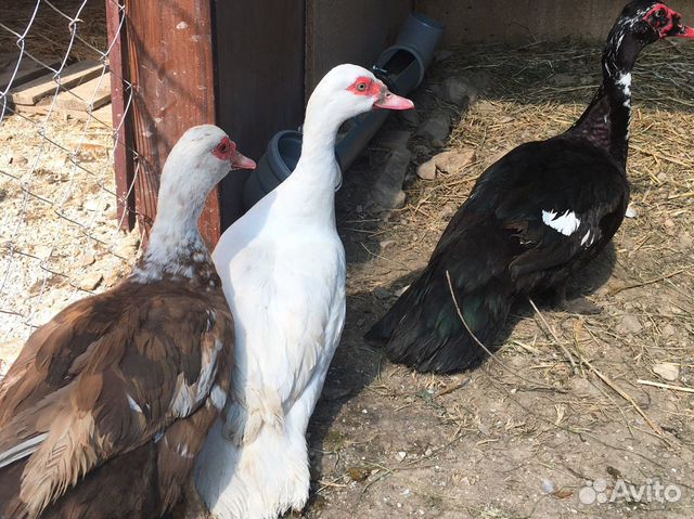 Утята индоутки (мускусные)