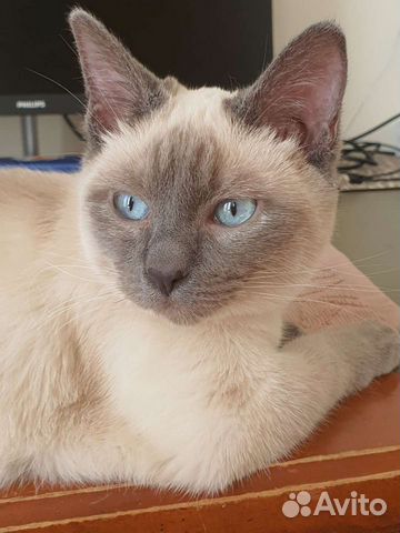 Меконгский бобтейл