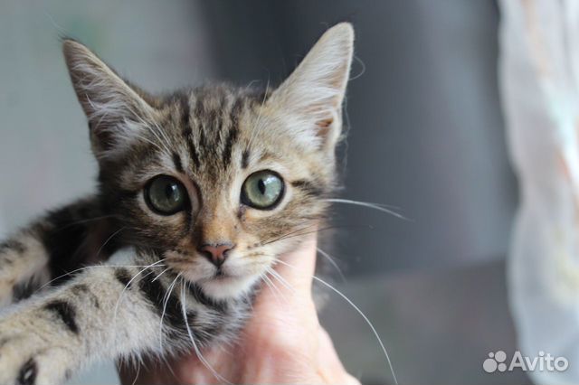 Дикий Ласкун Сема