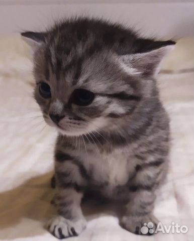 Кошечка британка