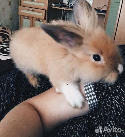 Кролик декоративный