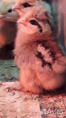 Цыплята бентамок
