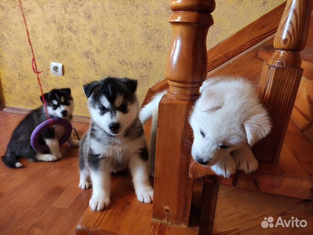 Породистые щенки сибирской хаски