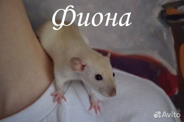 Крысята сиамы дамбо