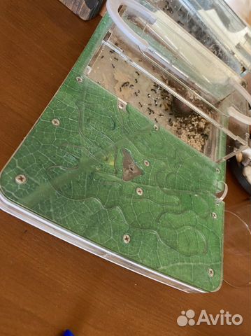 Отдам бесплатно муравьиную ферму с муровьями