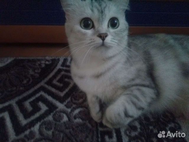 Британка метис