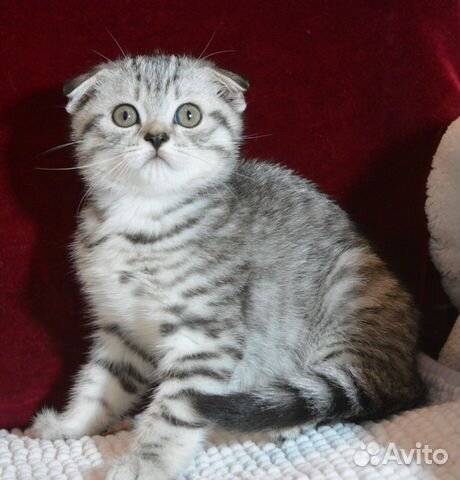 Кот вискас, вислоухий