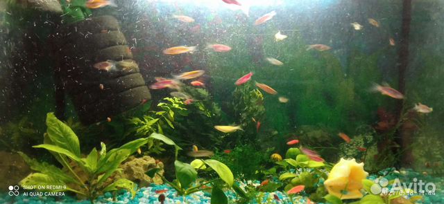 Рыбки данио, гуппи, обмен