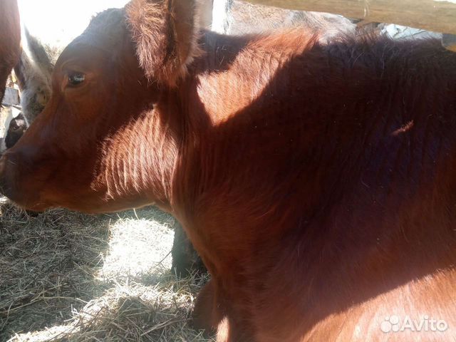 Корова на мясо