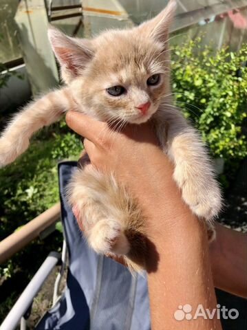 Котенок мальчик