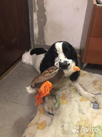 Русский спаниель