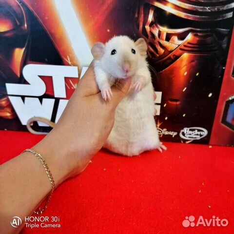 Дамбо Мальчик Сиамчик Рекс Крыса