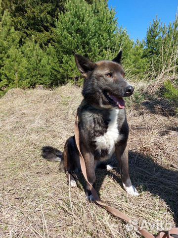 Друг и охранник Блэк Ищет дом